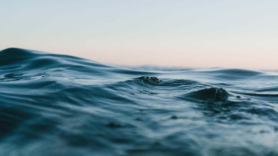 Live Ocean Foundation selected as charity partner | Donovan Group NZ